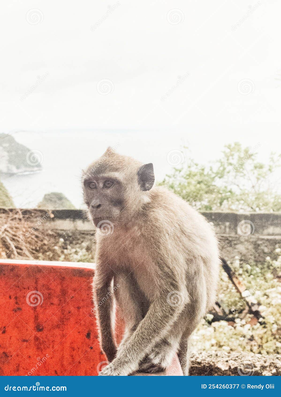 Nusa Penida Bali Klinging Singe De Plage Image stock - Image du singe ...