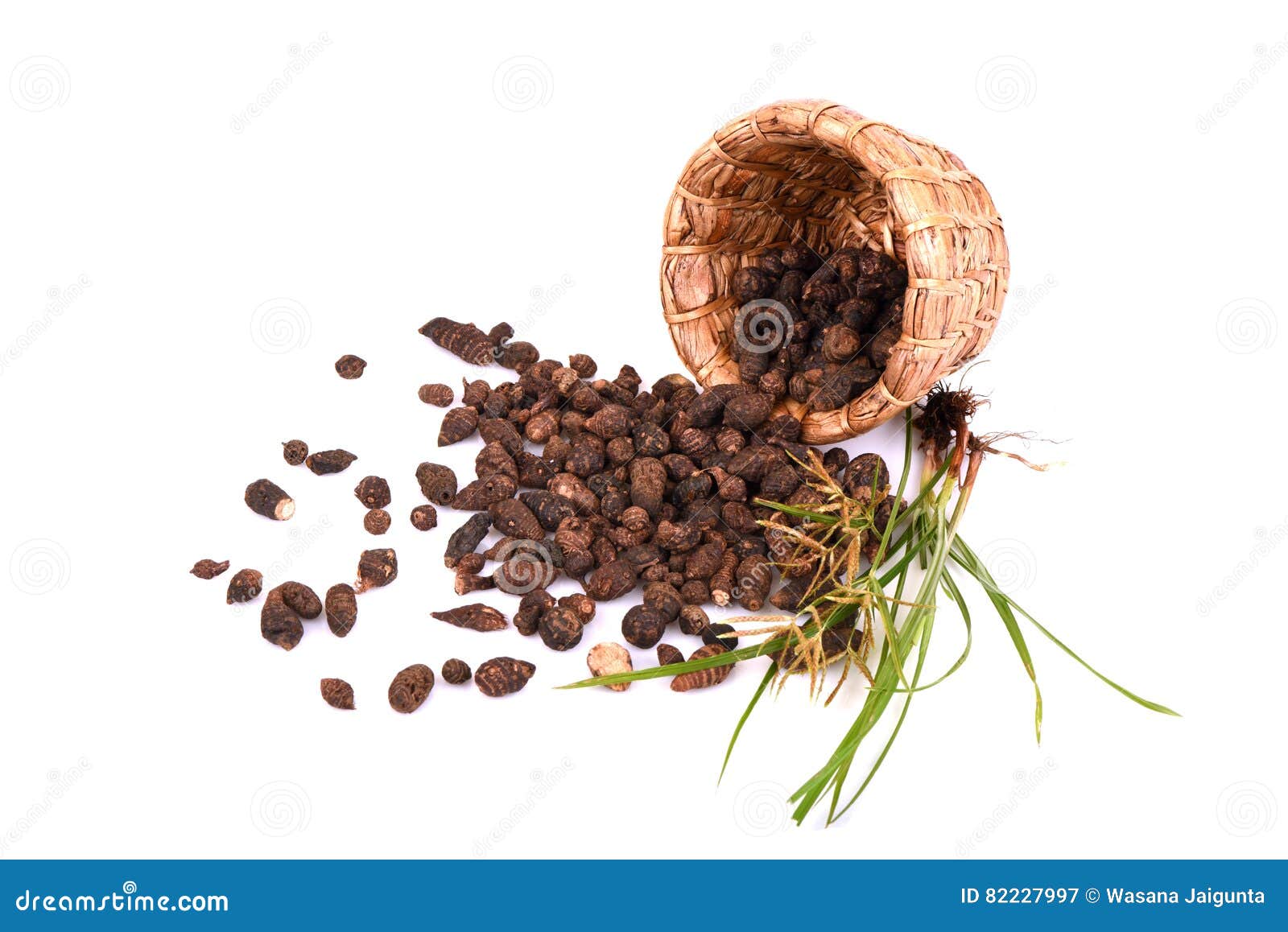 Nussgras, Coco Bedecken Cyperus Rotundus L Mit Gras Stockbild - Bild ...