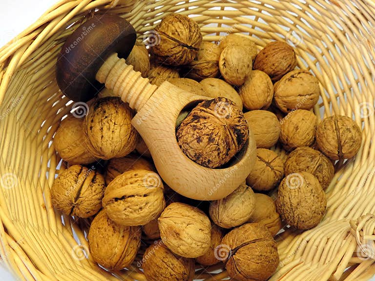 Nut stock photo. Image of wooden, health, shell, food - 23674076