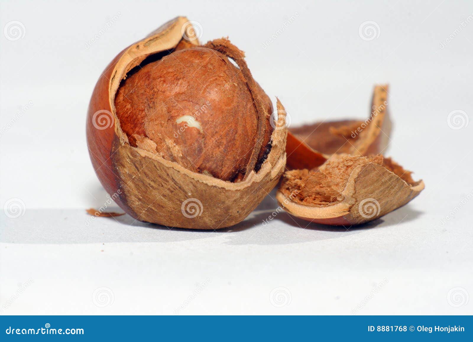 Nut stock photo. Image of background, shell, white, filbert - 8881768