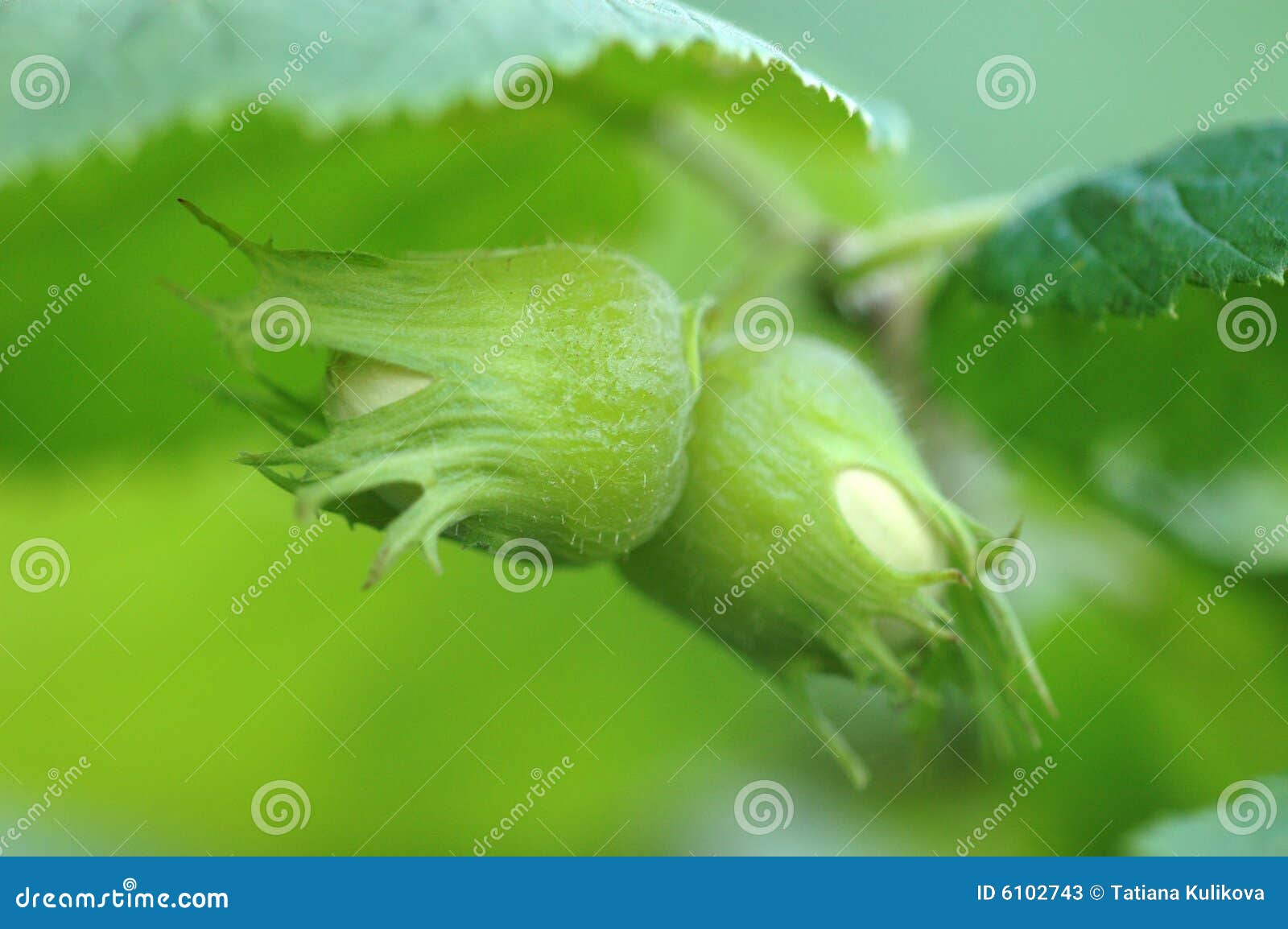 Nut in the branch stock image. Image of heap, core, isolated - 6102743