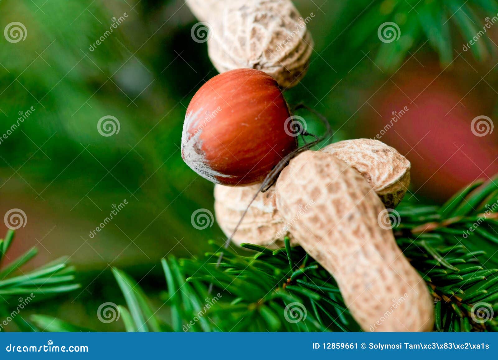 Nut on christmas tree stock image. Image of pine, traditional - 12859661