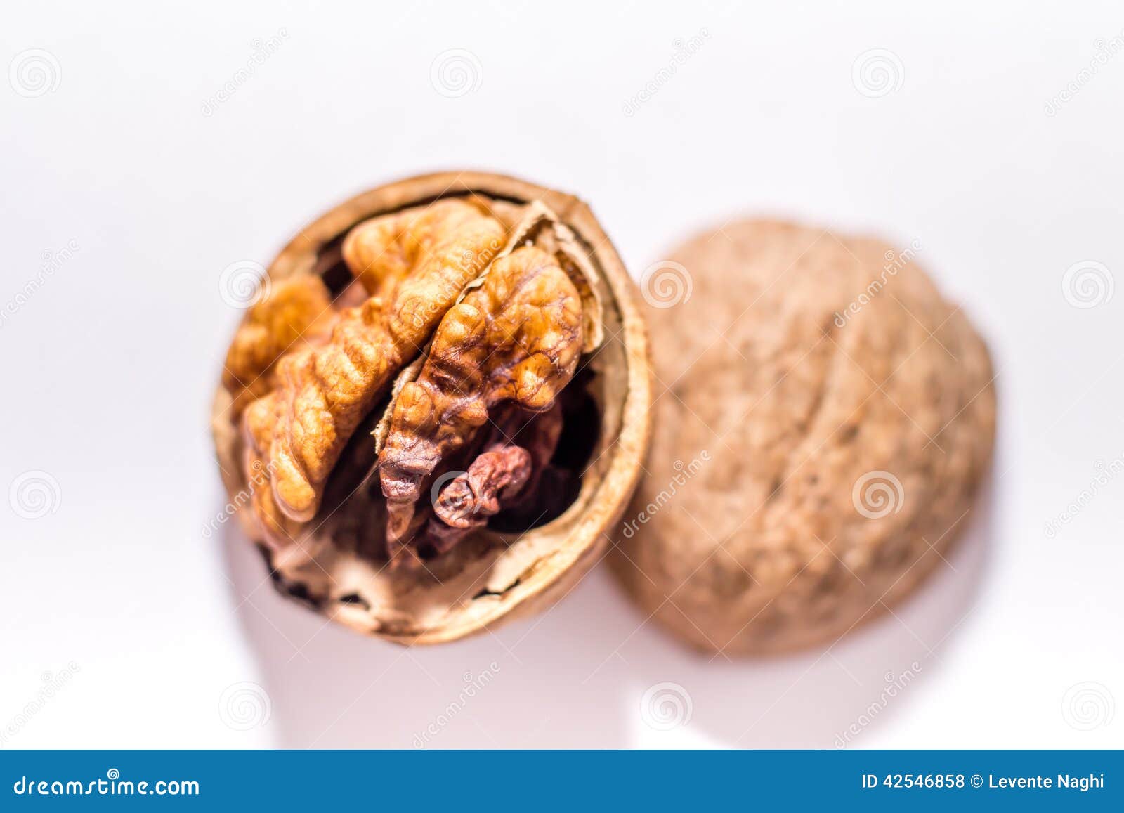 Nut stock photo. Image of autumn, fruit, hard, seasonal - 42546858