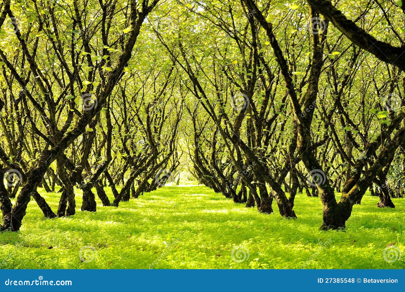 A nut farm stock photo. Image of farming, nuts, production - 27385548