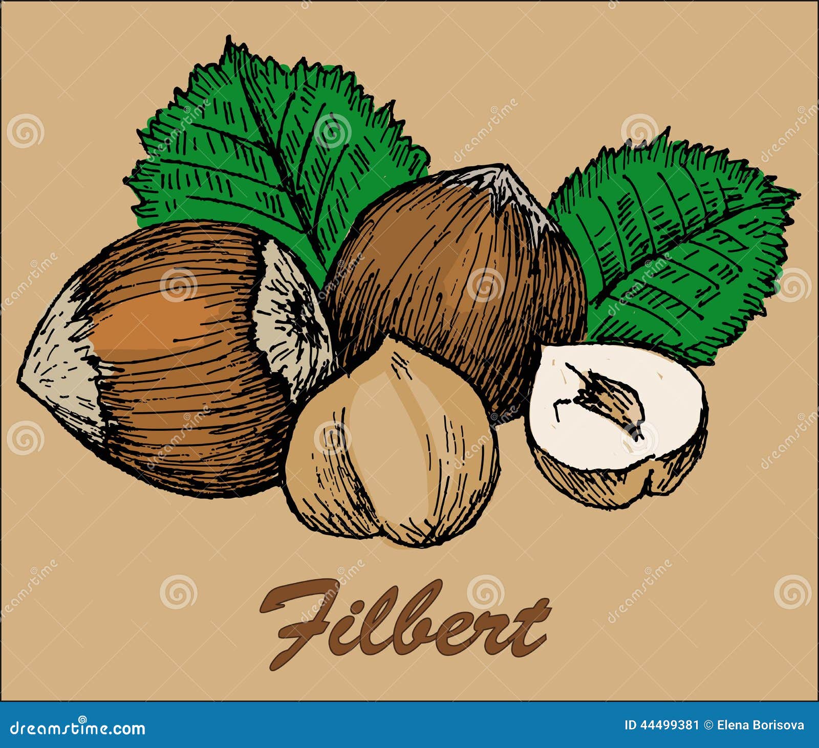 Nut filbert stock vector. Illustration of graphic, nature - 44499381