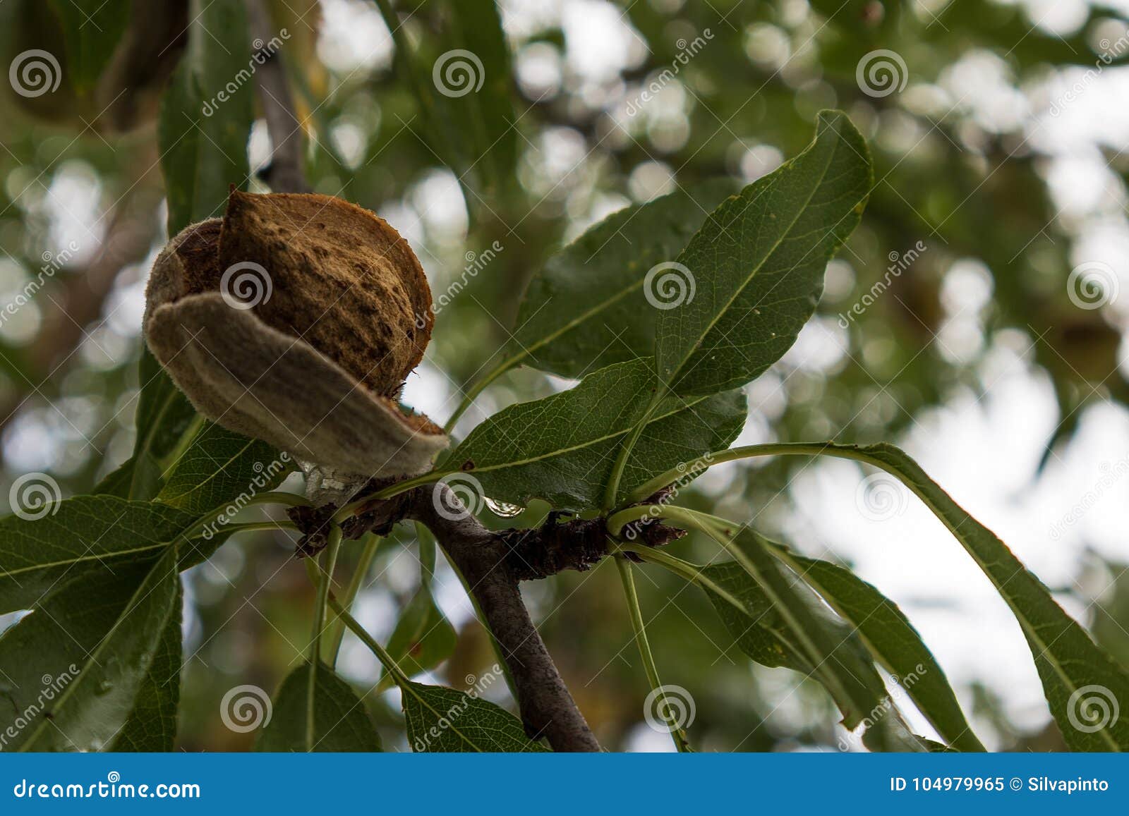 Nut Fruit Stuck in the Tree. Stock Image - Image of garden, almond ...