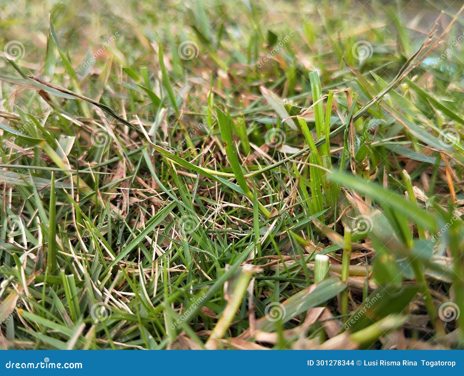 Creeping Bentgrass Grows In Low Areas, Typically Along Property Lines ...