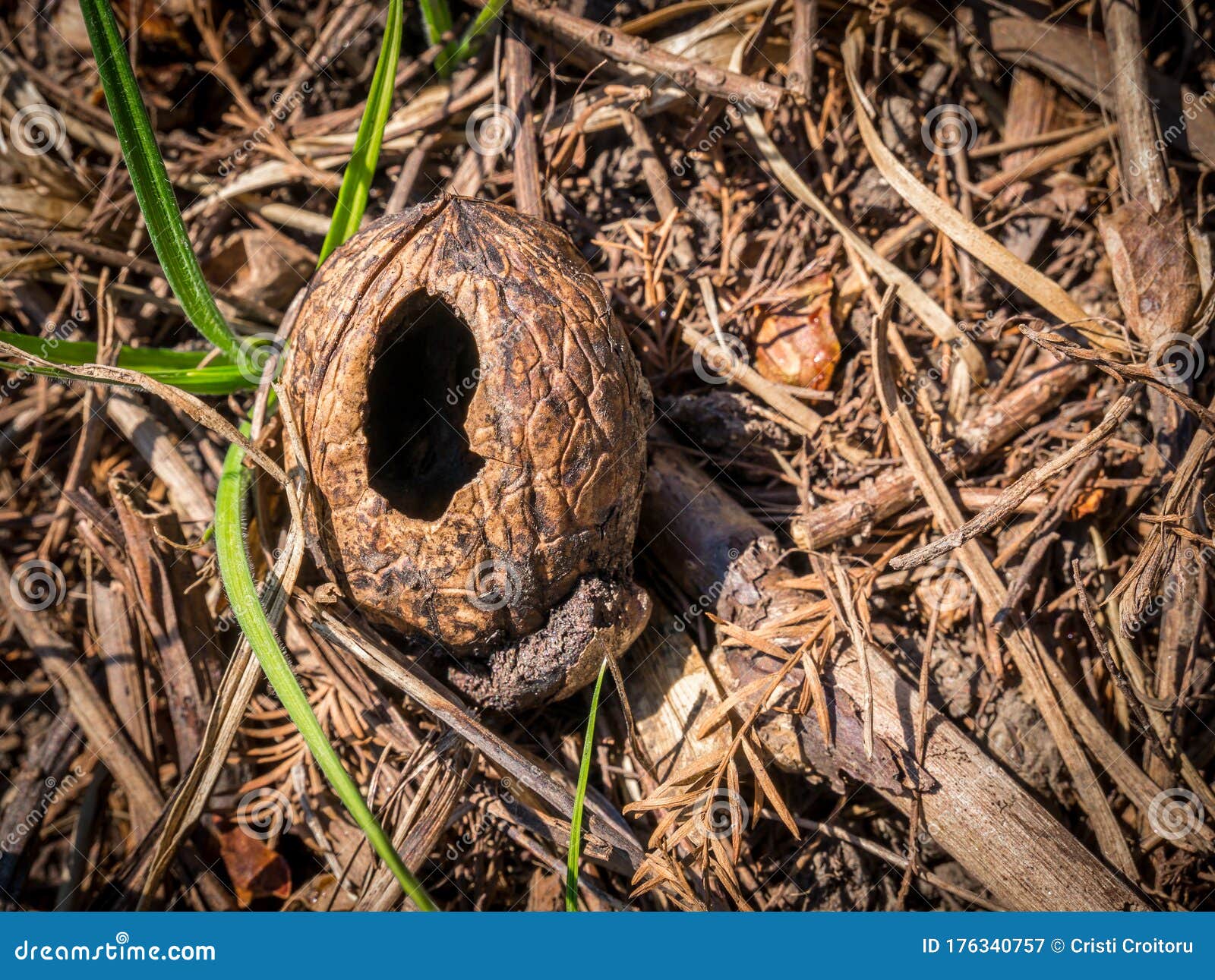 Nut on the Ground with a Hole in it Stock Image - Image of nature ...