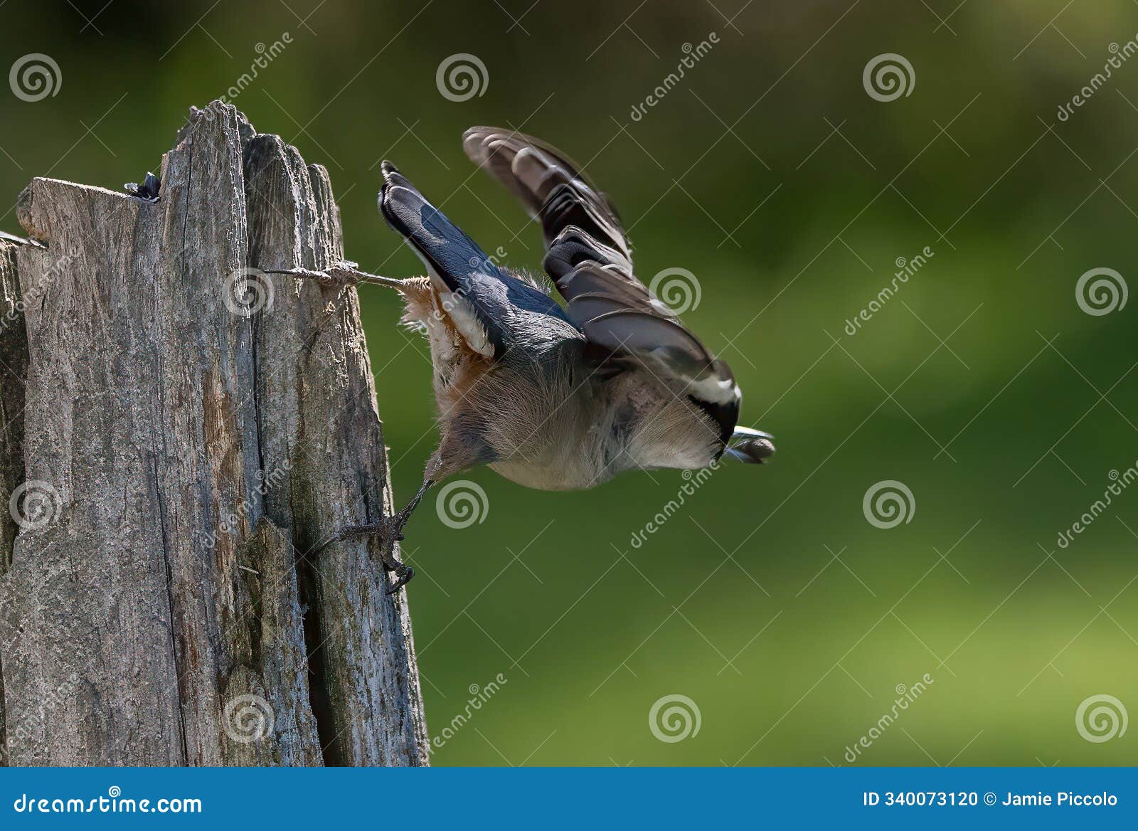 Nut Hatch flying off post stock photo. Image of post - 340073120