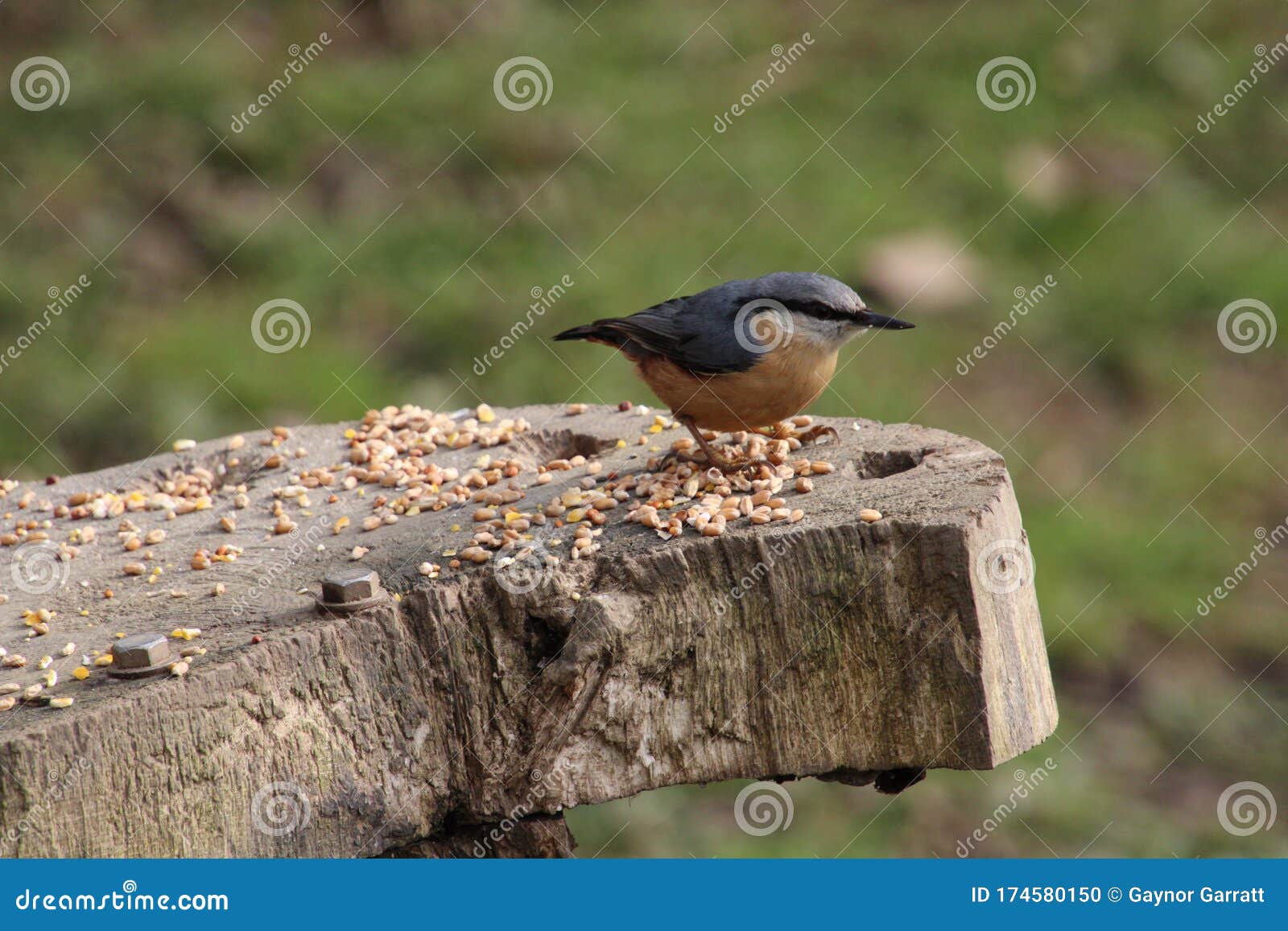 A Nut Hatch on the Tree Bark Stock Photo - Image of life, wild: 174580150