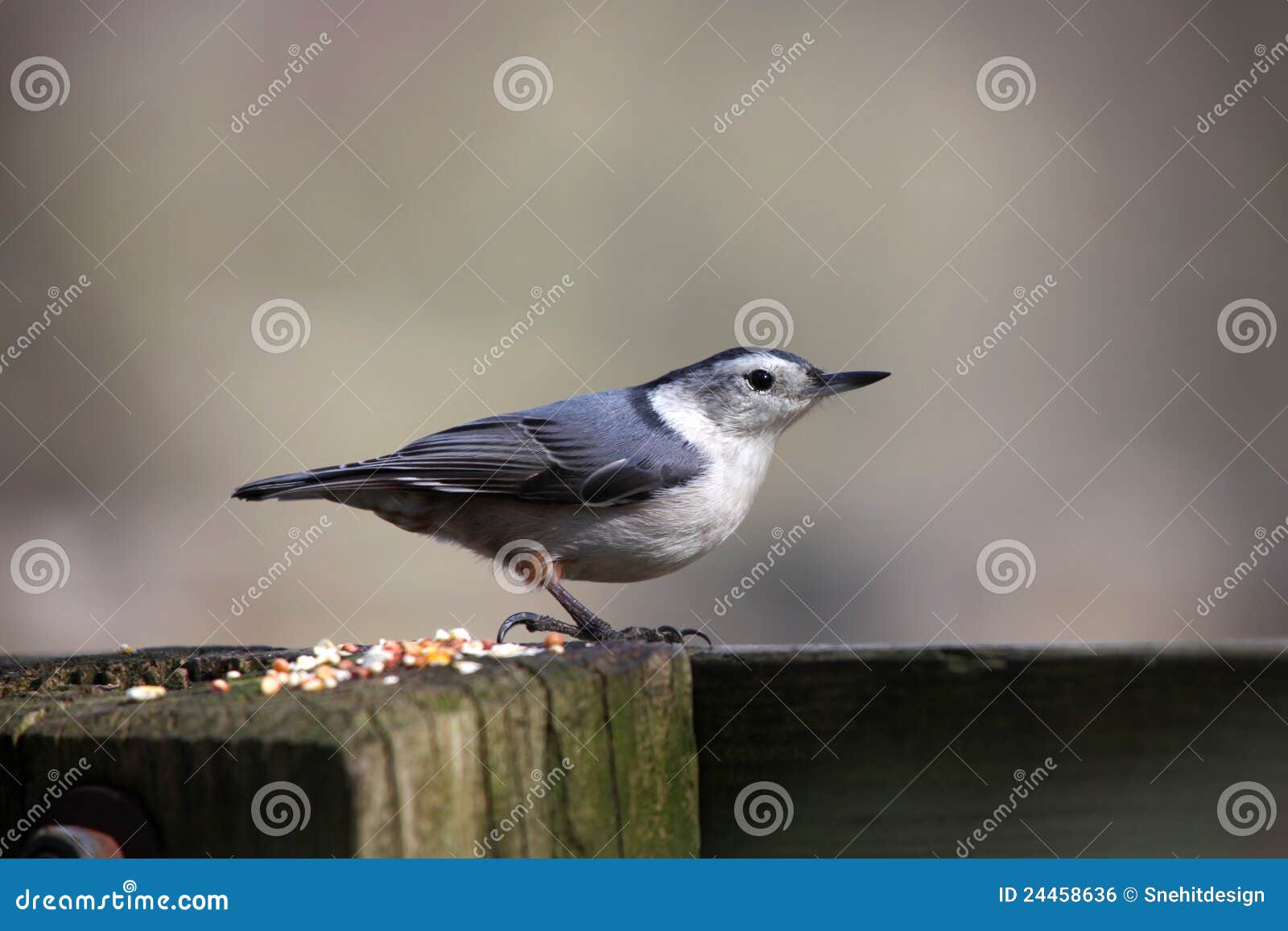 Nut hatcher bird stock photo. Image of nature, songbird - 24458636