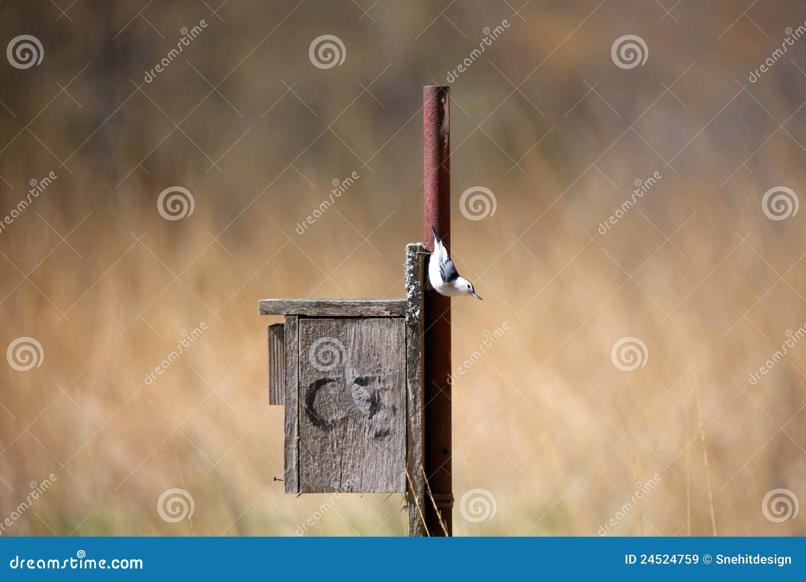 Nut Hatcher on a Bird Feeder Stock Image - Image of wild, wildlife ...