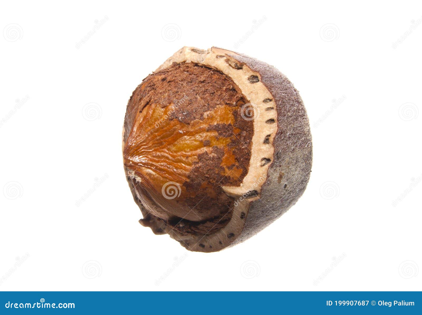 Nut Isolated on White Background Stock Image - Image of closeup ...