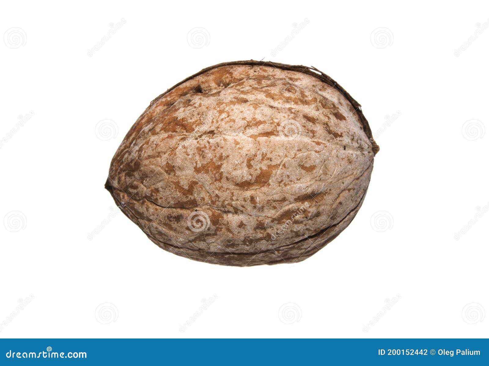 Nut Isolated on White Background Stock Photo - Image of ingredient ...