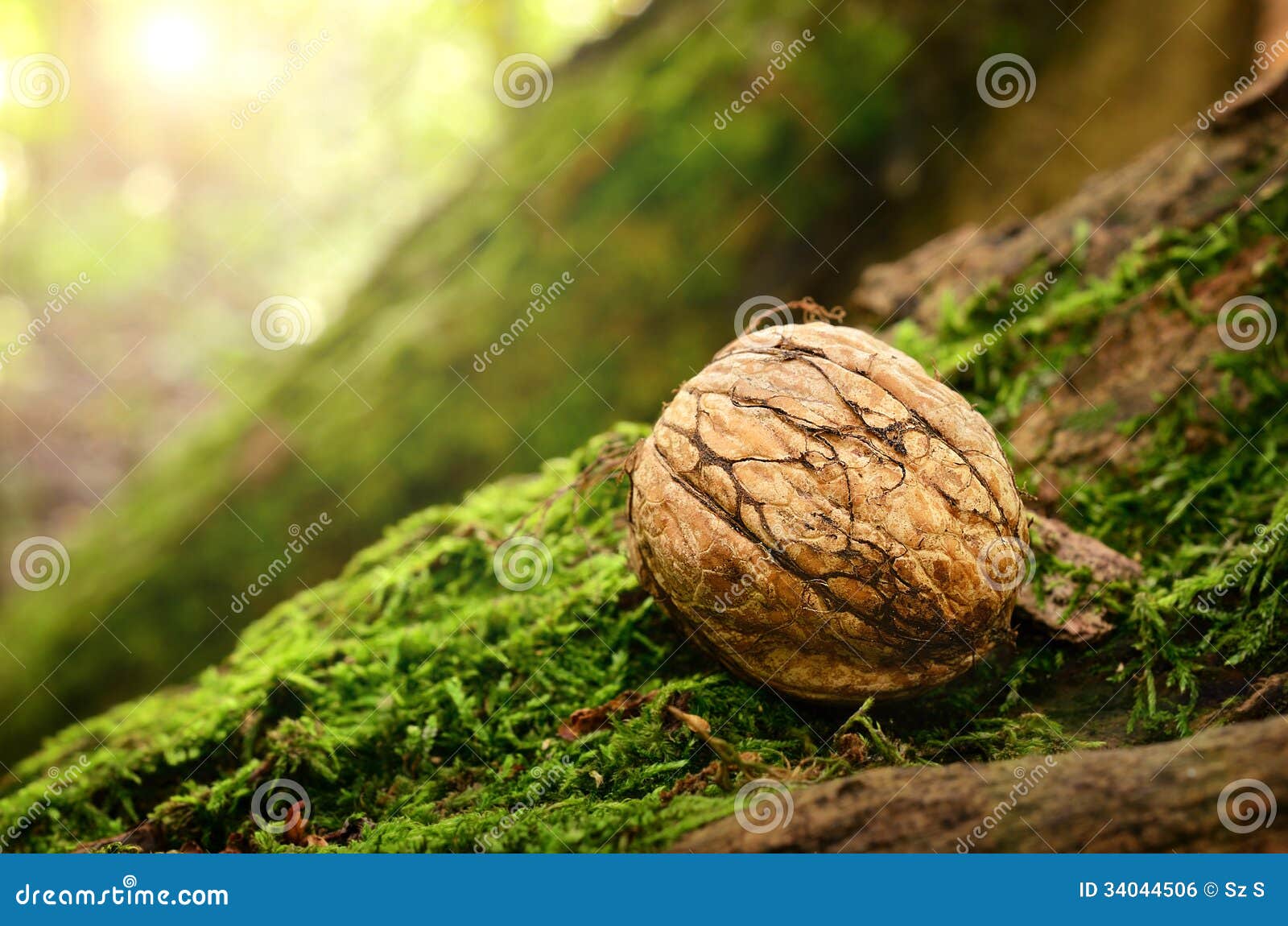 Nut on a mossy ground stock photo. Image of light, healthly - 34044506