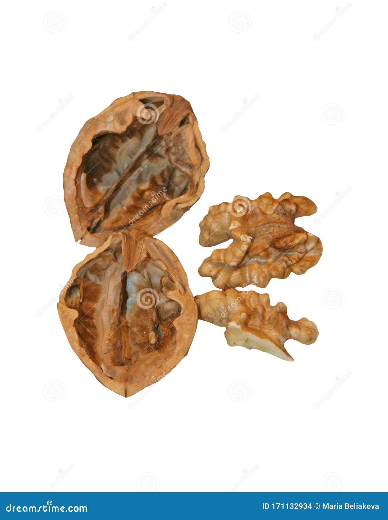 The Nut is Open, the Shell, the Fruit, the Partitions, the Pattern of ...