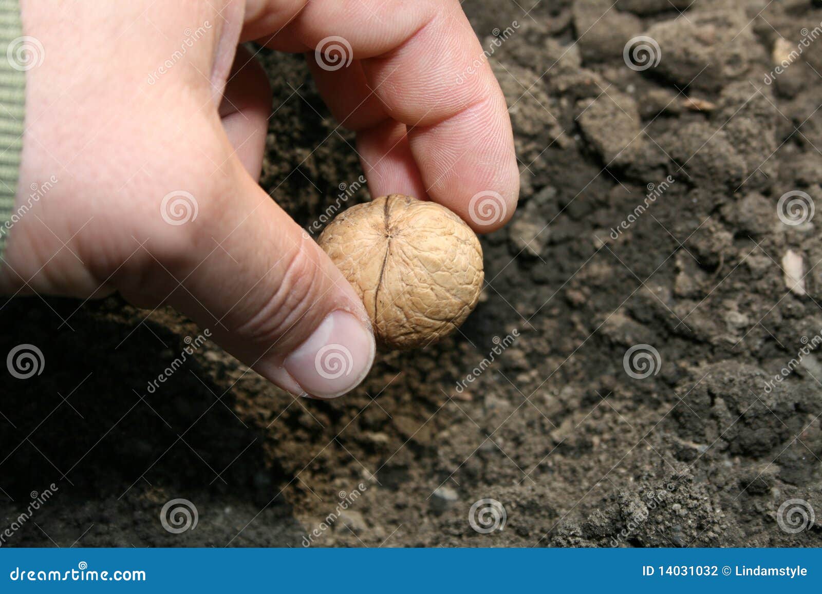 Nut planting stock photo. Image of seeded, plant, hand - 14031032