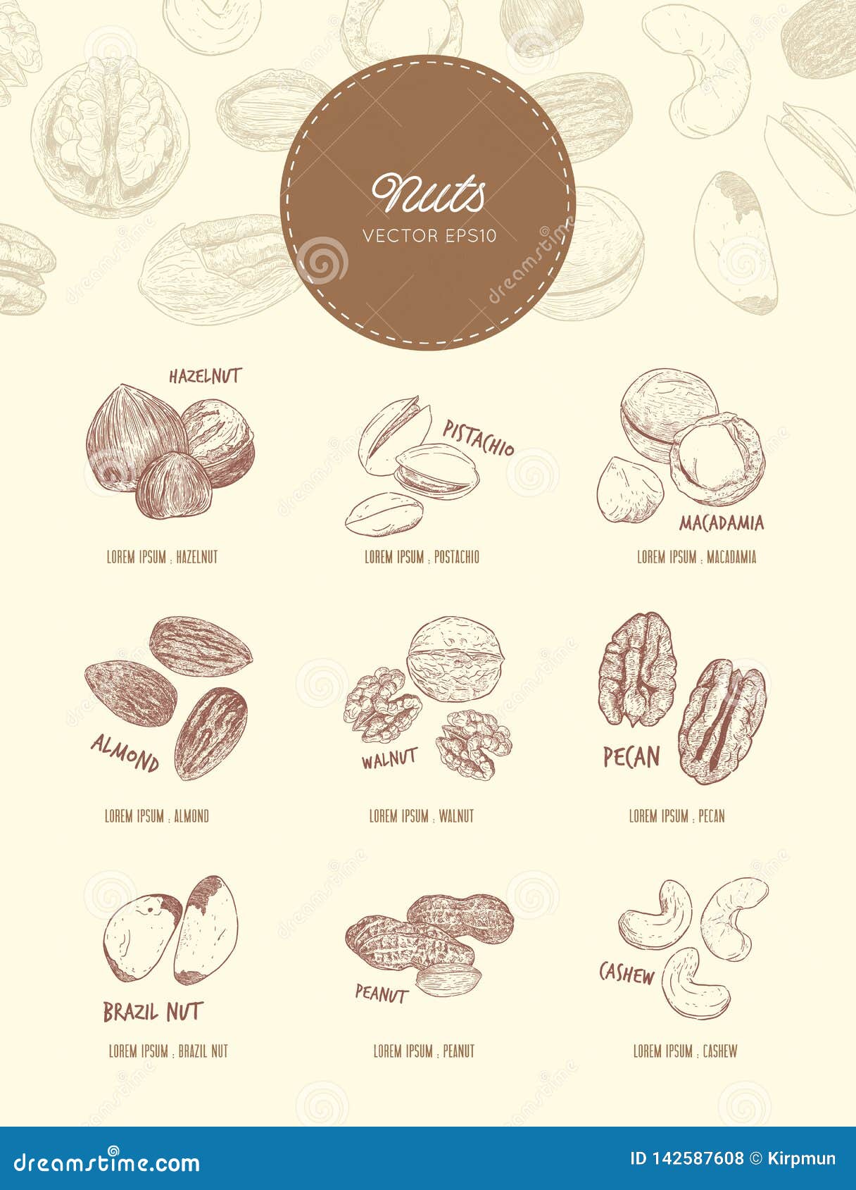 Nut and Seed Collection, Hand Draw Vector Stock Vector - Illustration ...