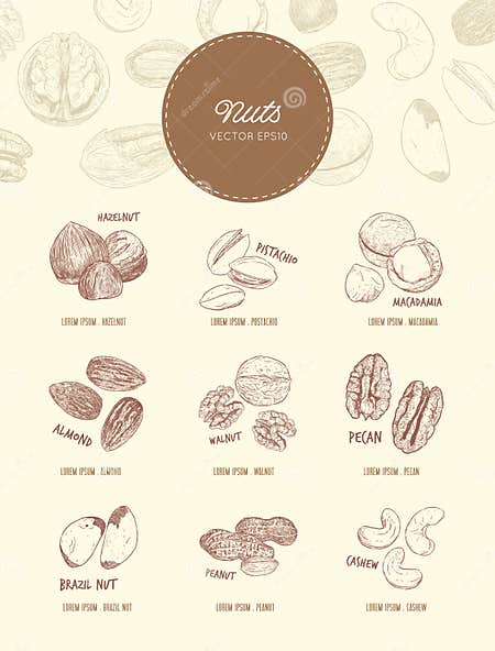 Nut and Seed Collection, Hand Draw Vector Stock Vector - Illustration ...