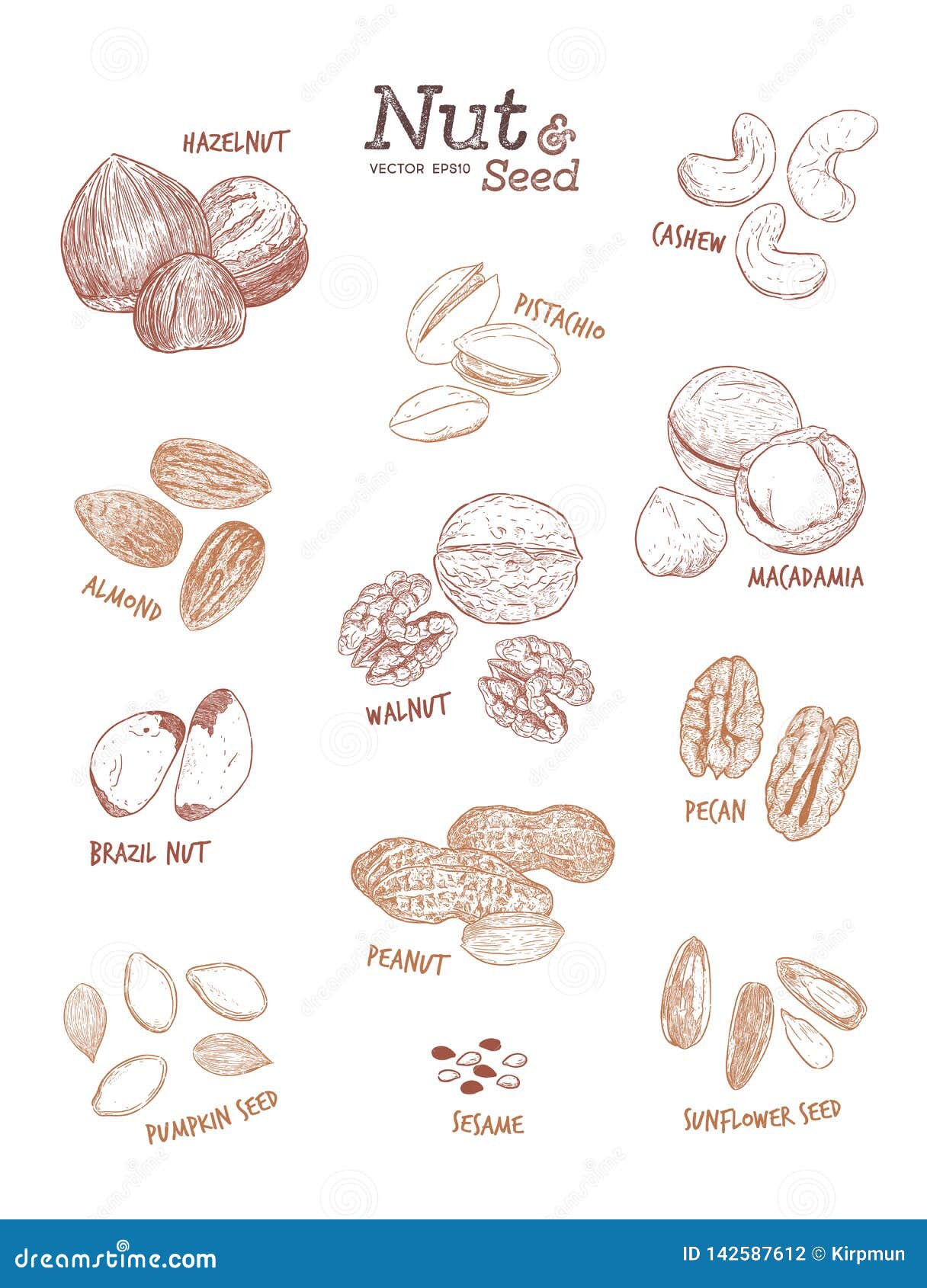 Nut and Seed Collection, Hand Draw Vector Stock Vector - Illustration ...