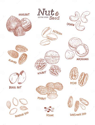 Nut and Seed Collection, Hand Draw Vector Stock Vector - Illustration ...