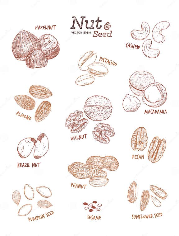 Nut and Seed Collection, Hand Draw Vector Stock Vector - Illustration ...