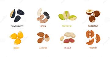 Nut Seed. Nuts Set in Flat Design. Set of Different Cartoon Nuts ...