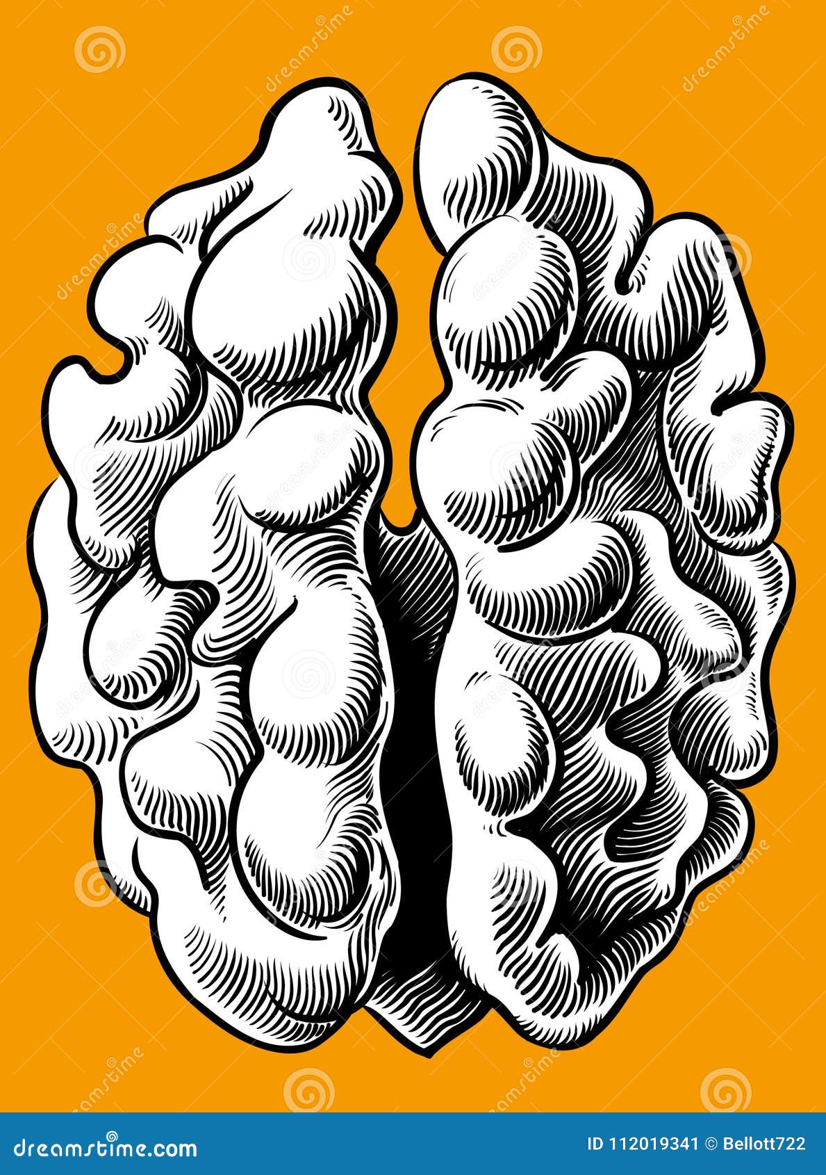 Nut in the Shape of the Human Brain. Stock Illustration - Illustration ...