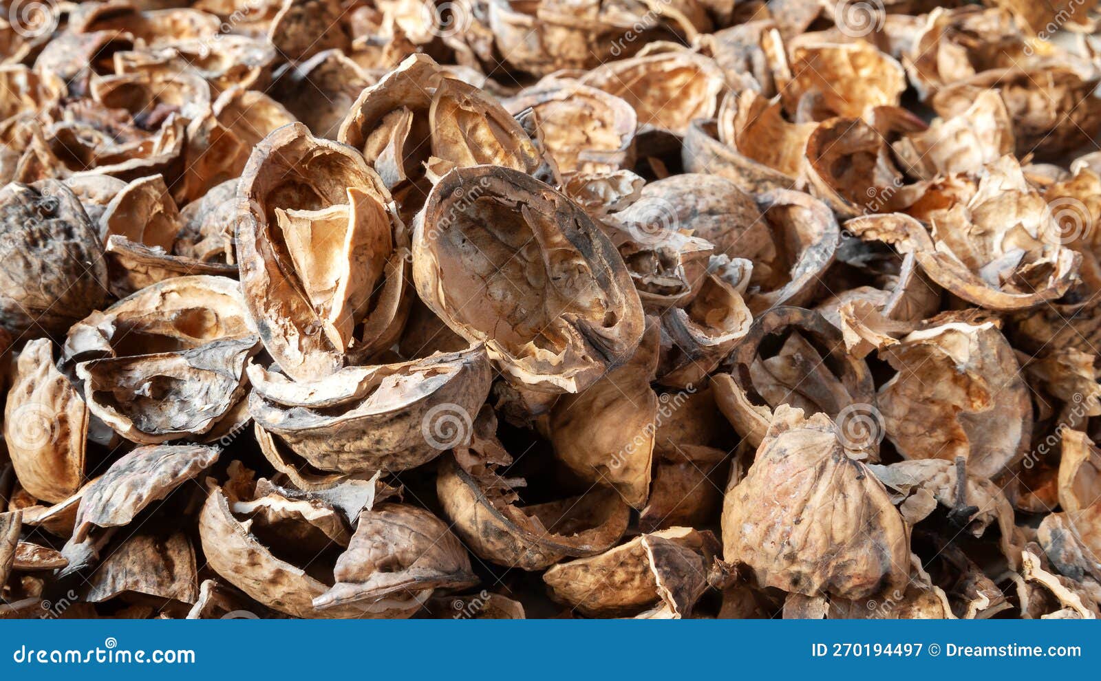 Nut Shell. Empty Walnut Shell Background. Texture of Nuts Close-up ...