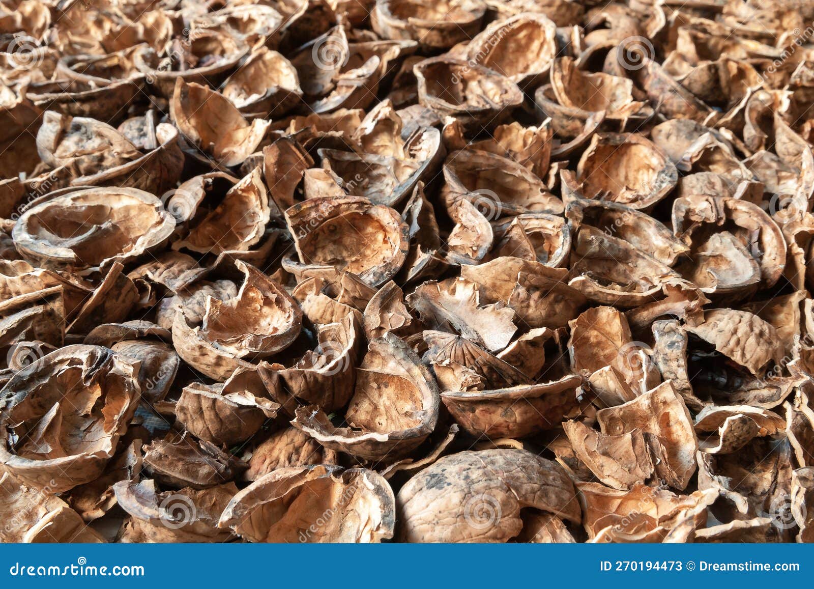 Nut Shell. Empty Walnut Shell. Texture of Nuts Background. Selective ...