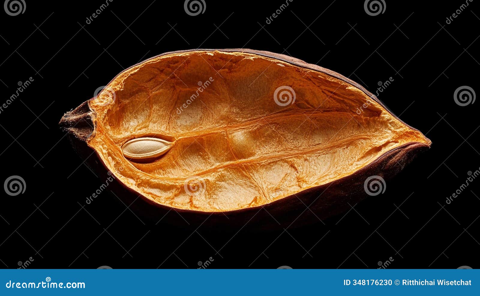 A Nut Shell is Shown with a Seed Inside Stock Illustration ...