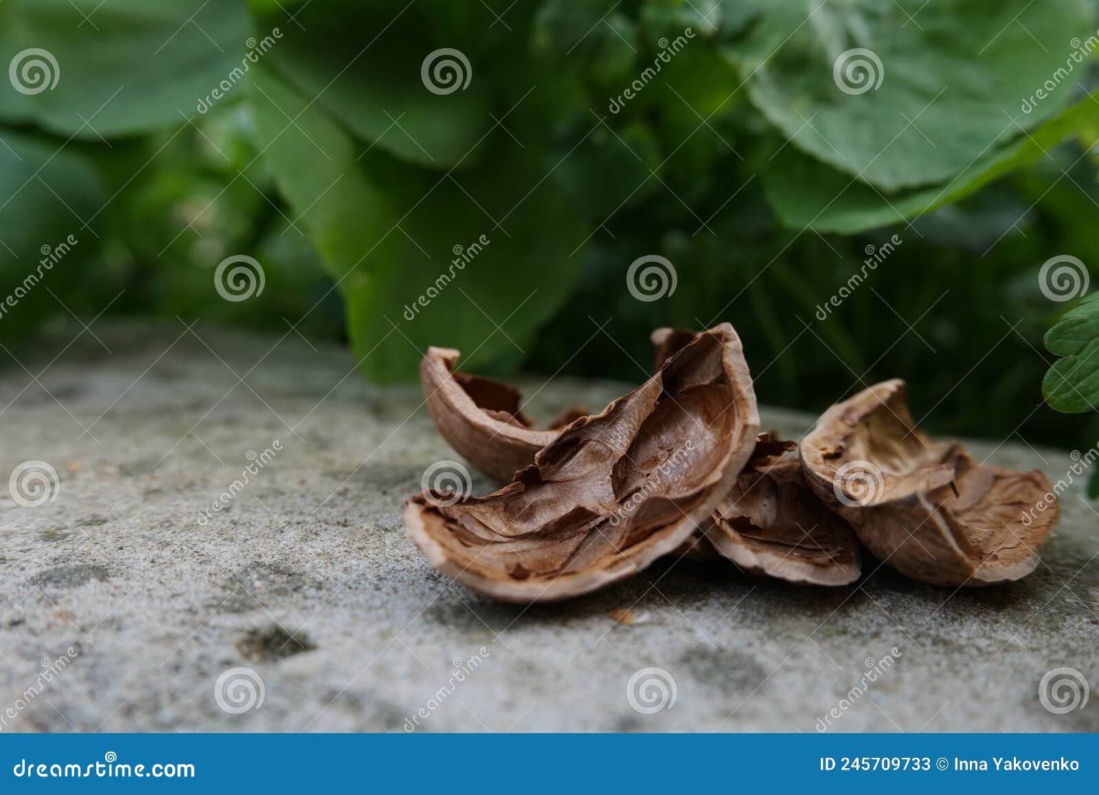 Nut shell on the surface stock image. Image of walnut - 245709733