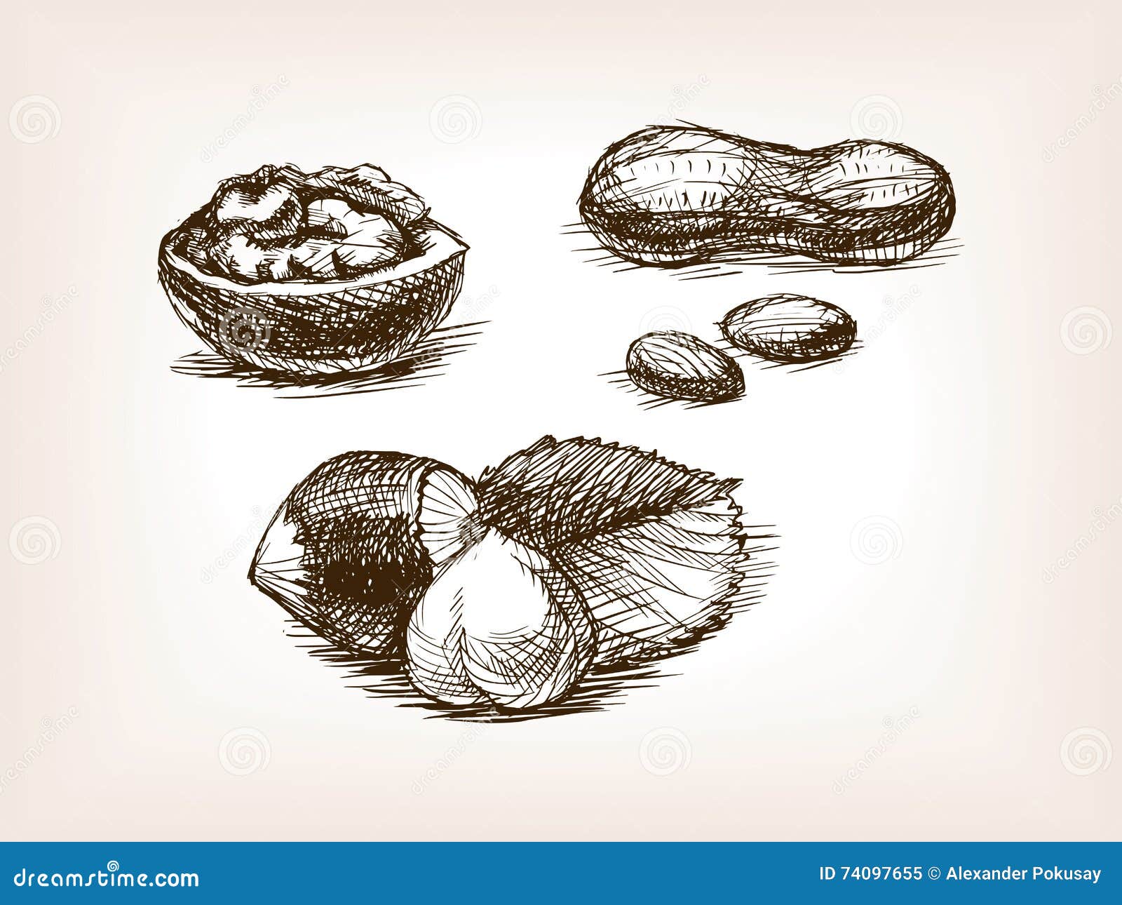 Nut Sketch Style Vector Illustration Stock Vector - Illustration of ...