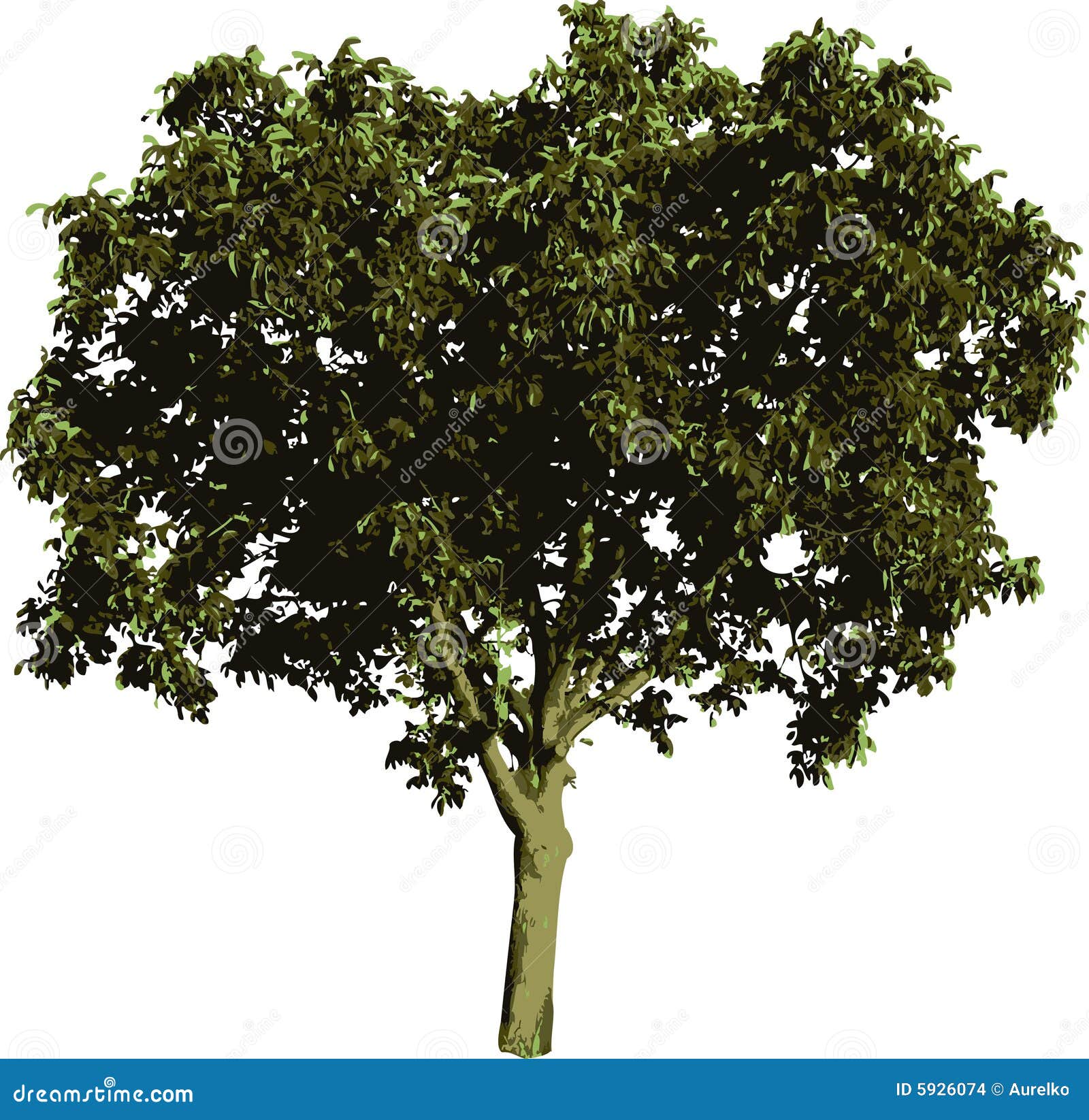 Nut tree stock vector. Illustration of leafs, contour - 5926074