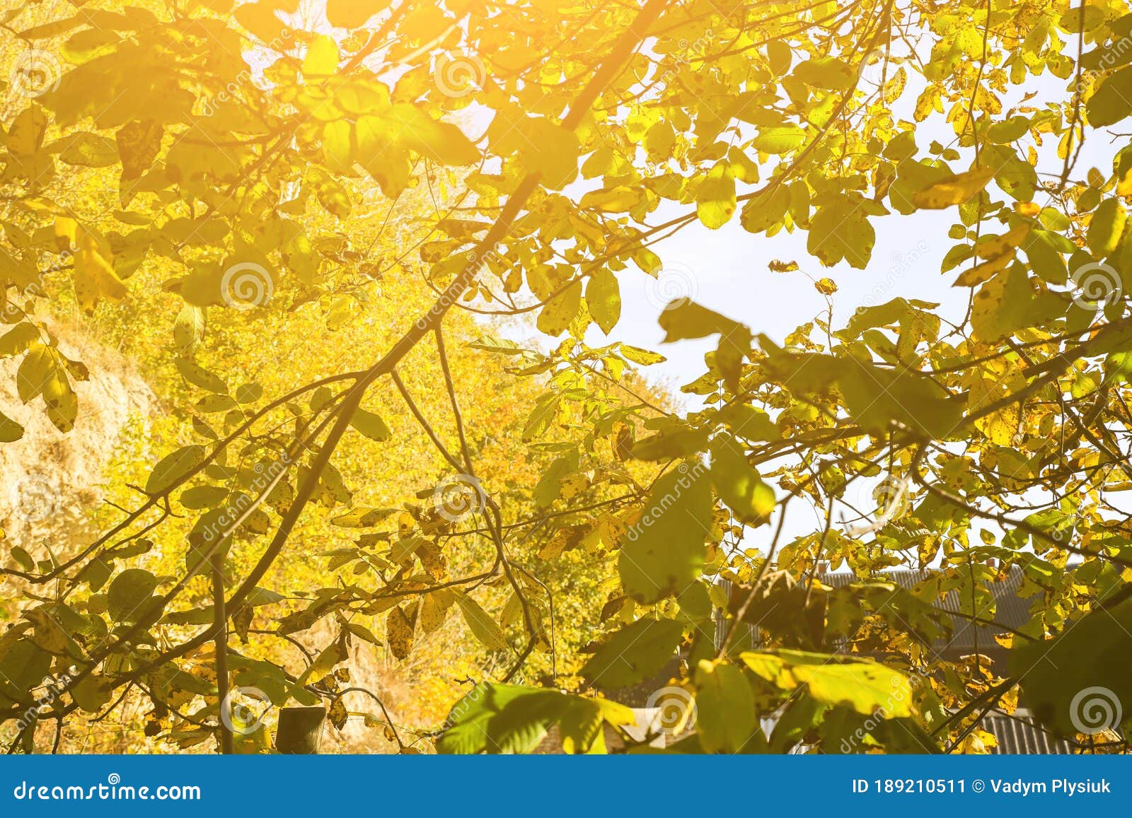 Nut Tree in Autumn. Yellow Leaves on it Stock Image - Image of natural ...