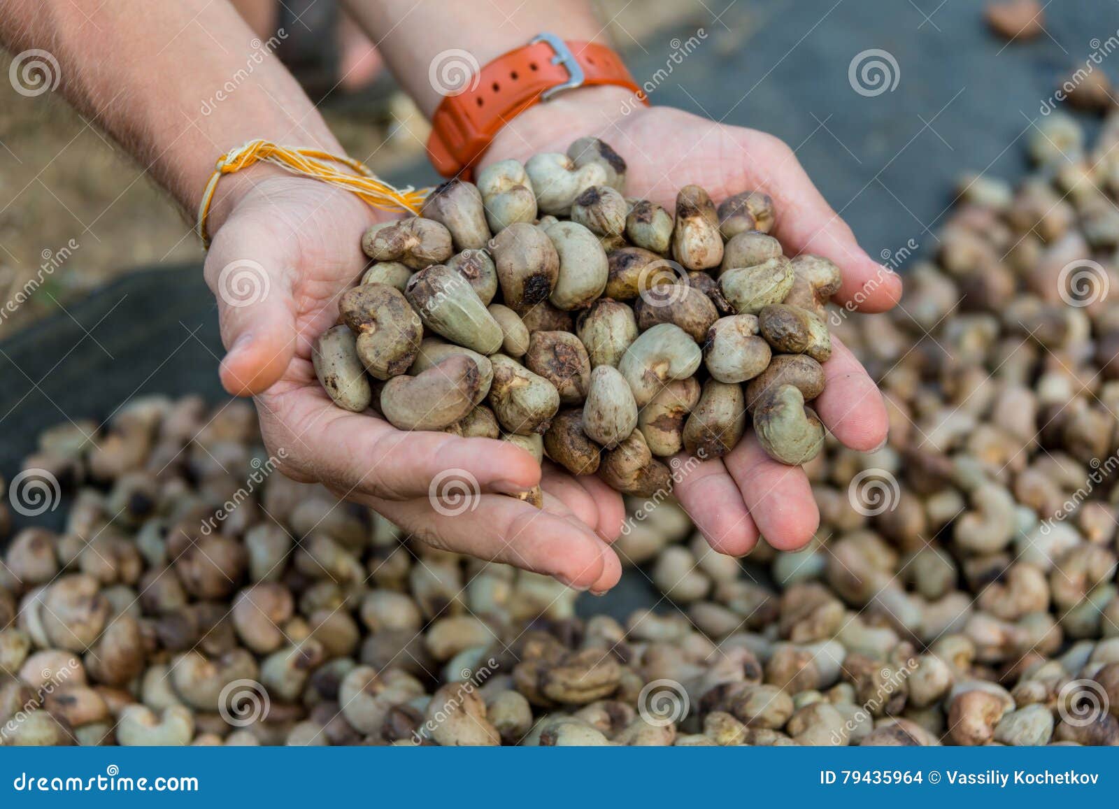 Nut Tree Cashew Growing Nuts Stock Photo - Image of healthy, closeup ...