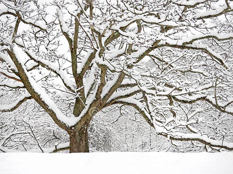 Snow Covered Nut Tree after nor Easter Snowstorm Stock Image - Image of ...