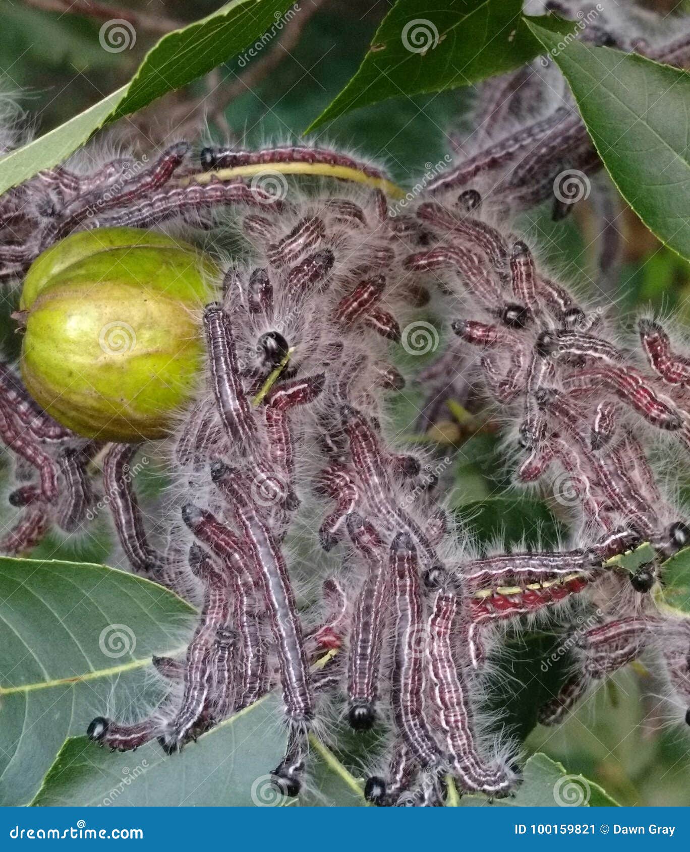Larvae Cluster stock image. Image of cluster, reddish - 100159821