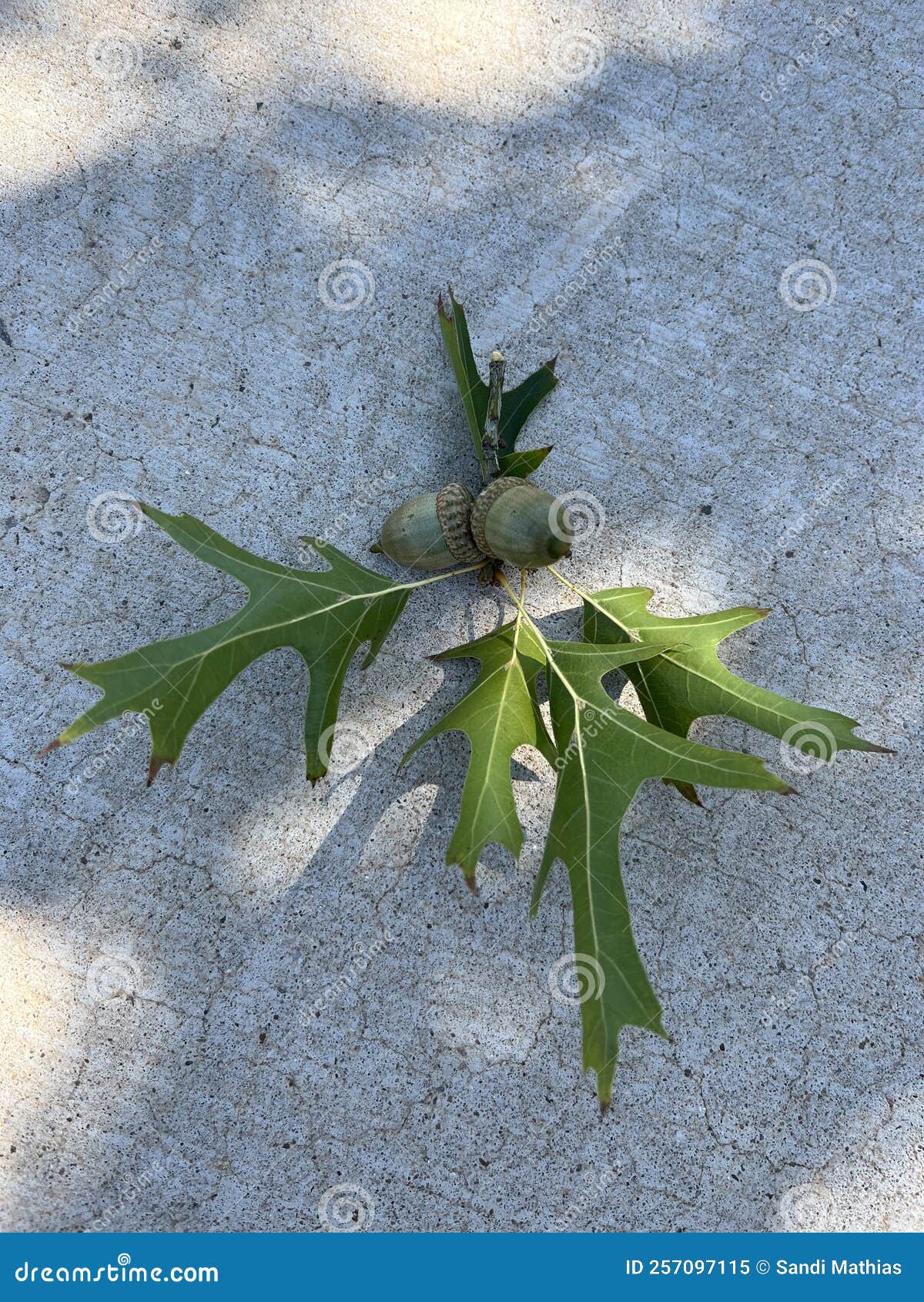 Nut tree stock image. Image of walk, invertebrate, park - 257097115