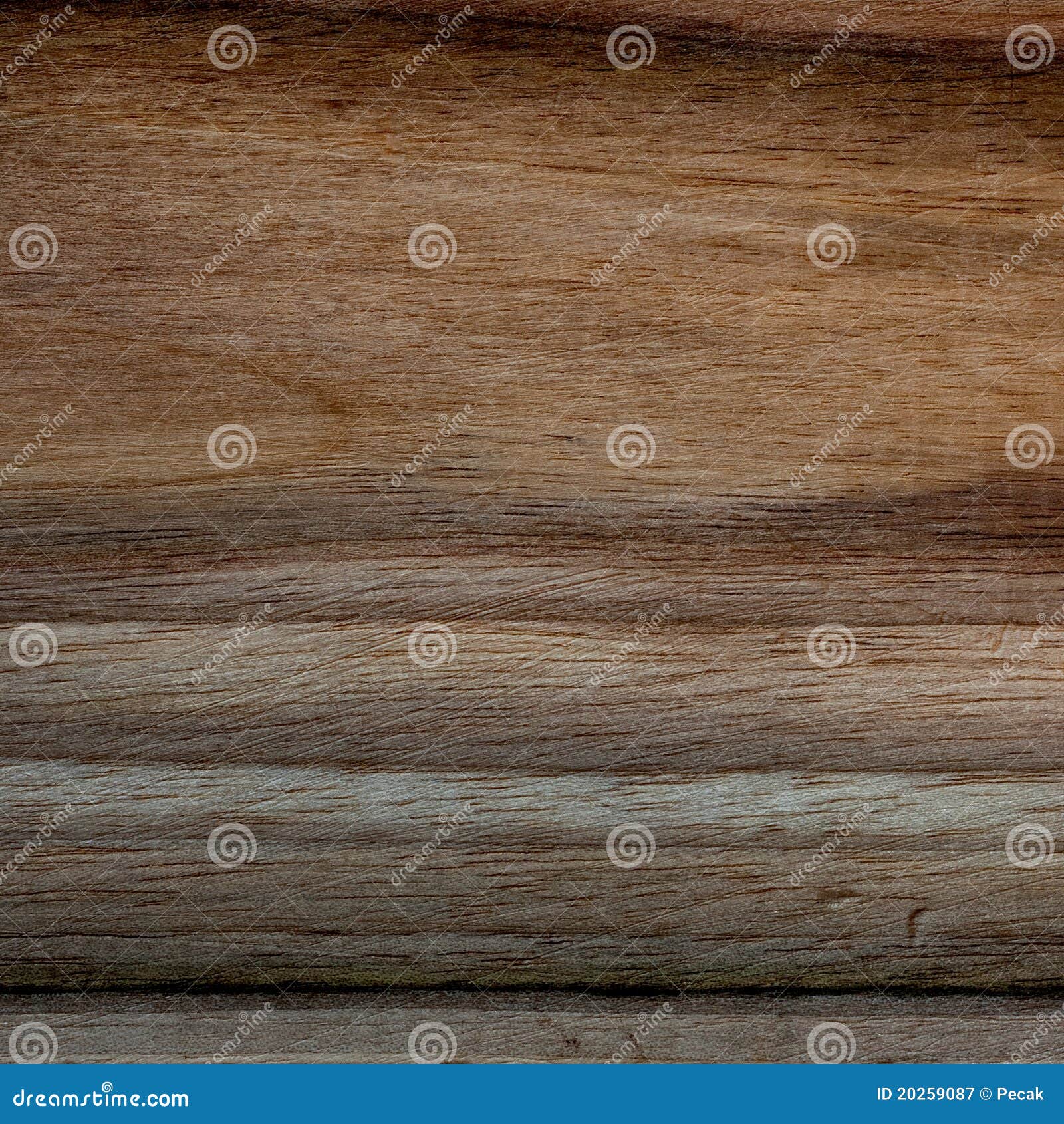 Nut-tree Texture (Juglans Regia) Stock Image - Image of forest, tree ...