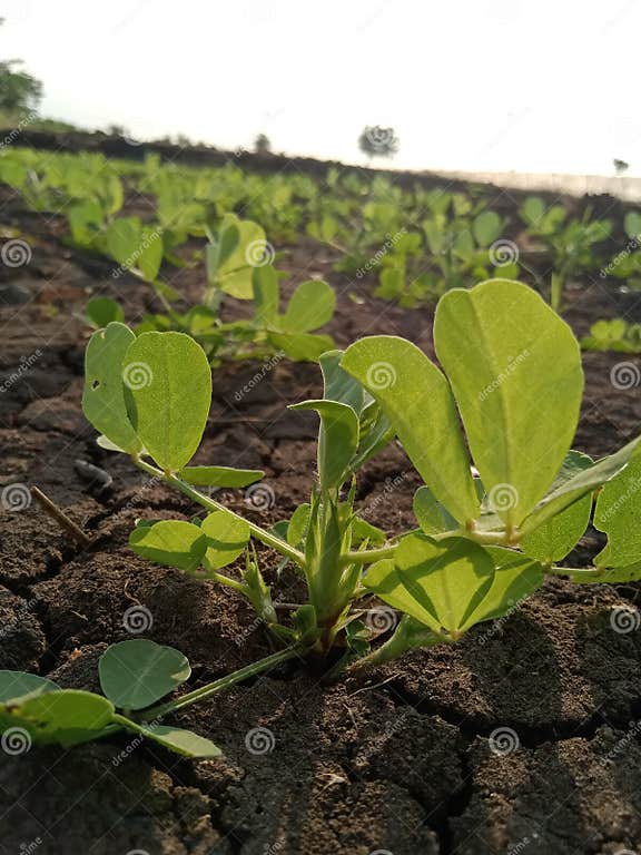 Nut tree two weeks old stock image. Image of weeks, tree - 327776867