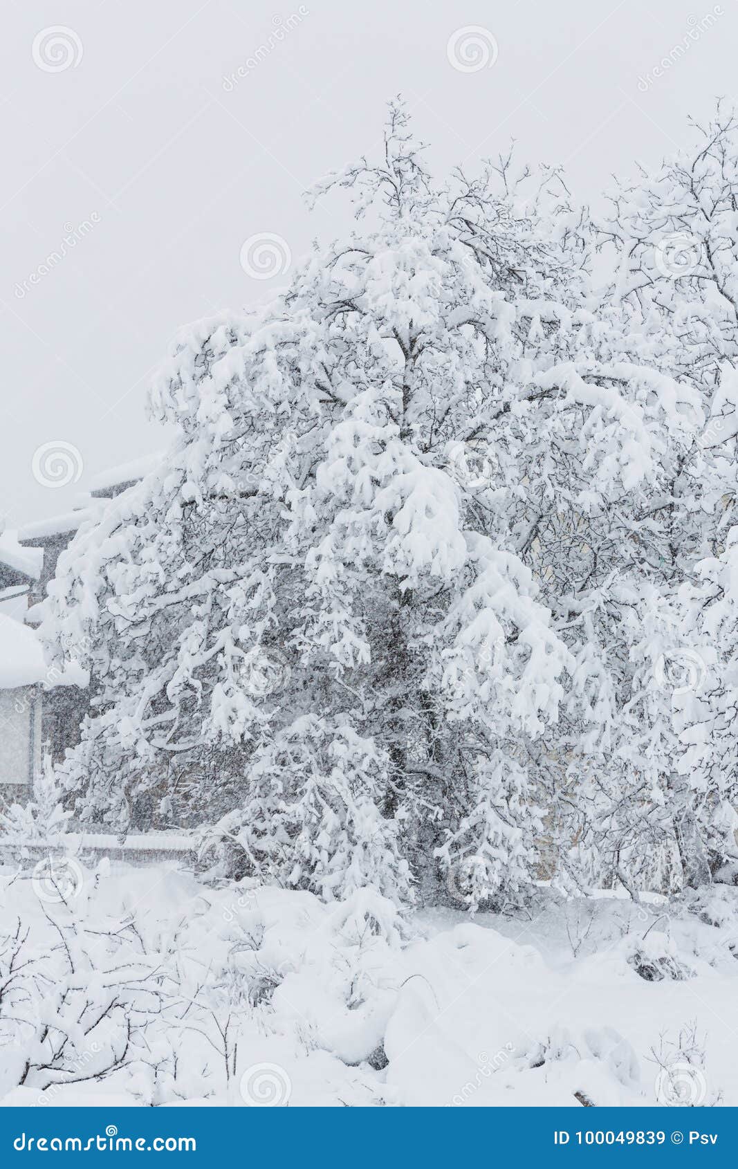 Nut Tree Which is Filled Up by Snow Stock Image - Image of cold, frozen ...