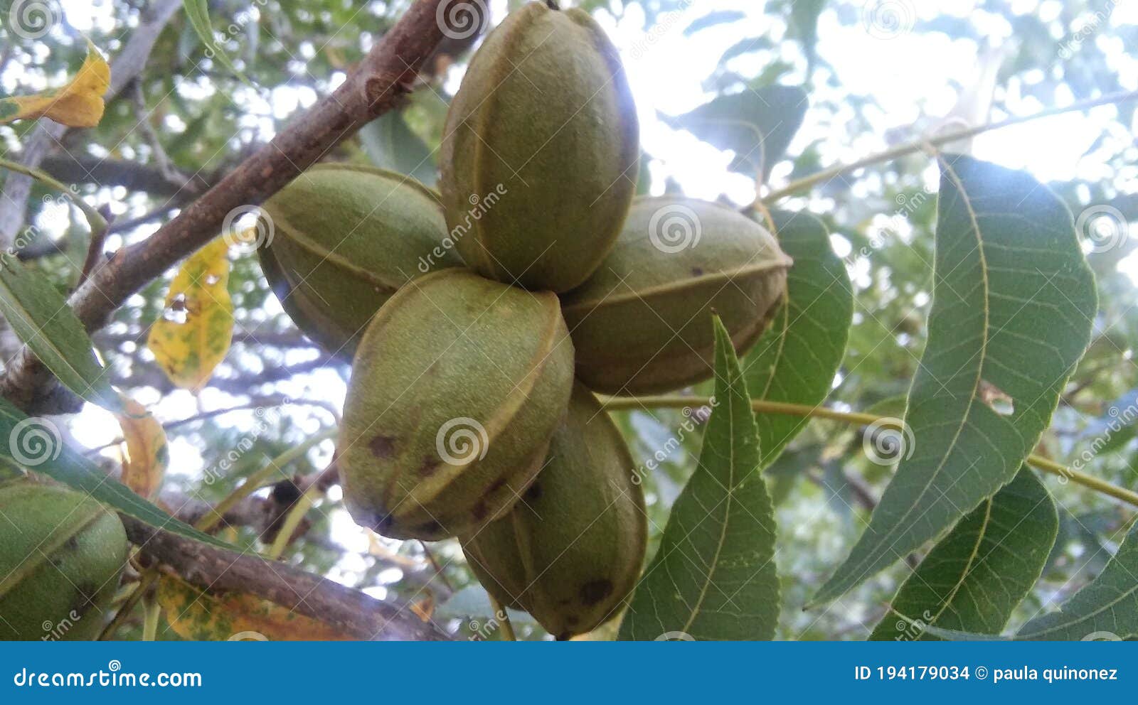 Nut Tree Young Nuts Growing Stock Photo - Image of berry, leaf: 194179034
