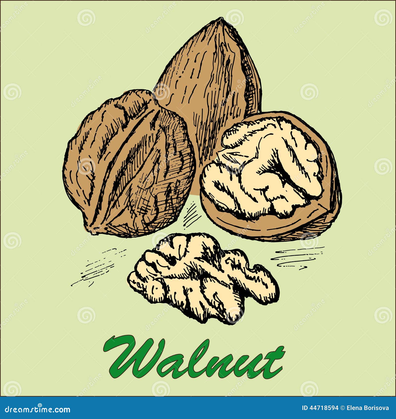 Nut walnut stock vector. Illustration of nuts, drawing - 44718594