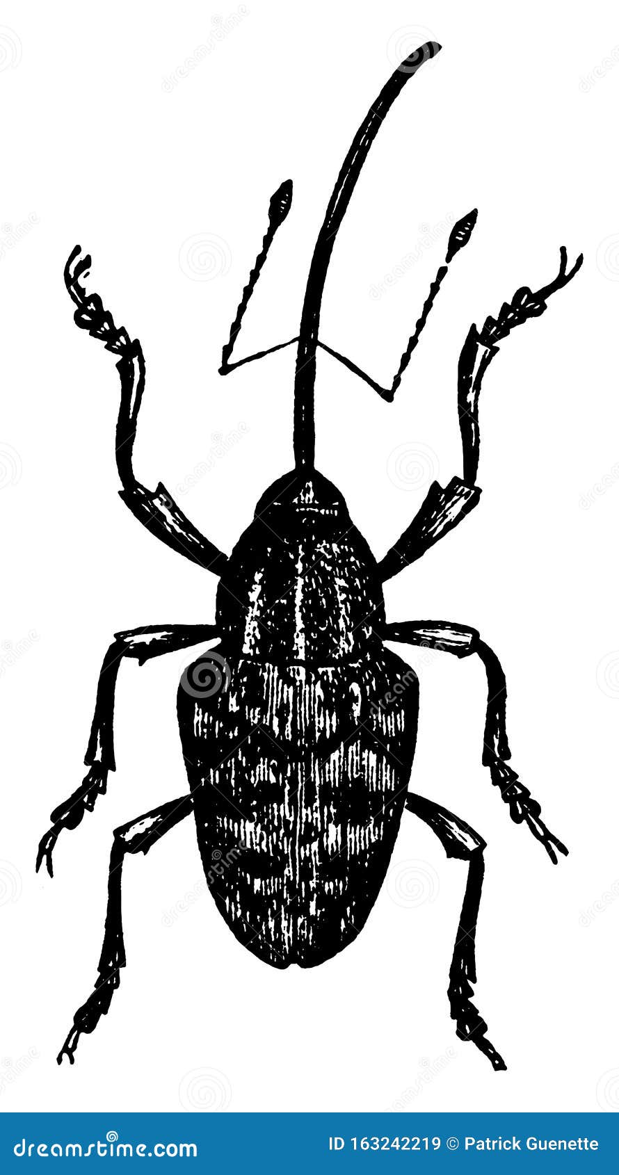 Weevil Illustration, Drawing, Engraving, Ink, Line Art, Vector ...