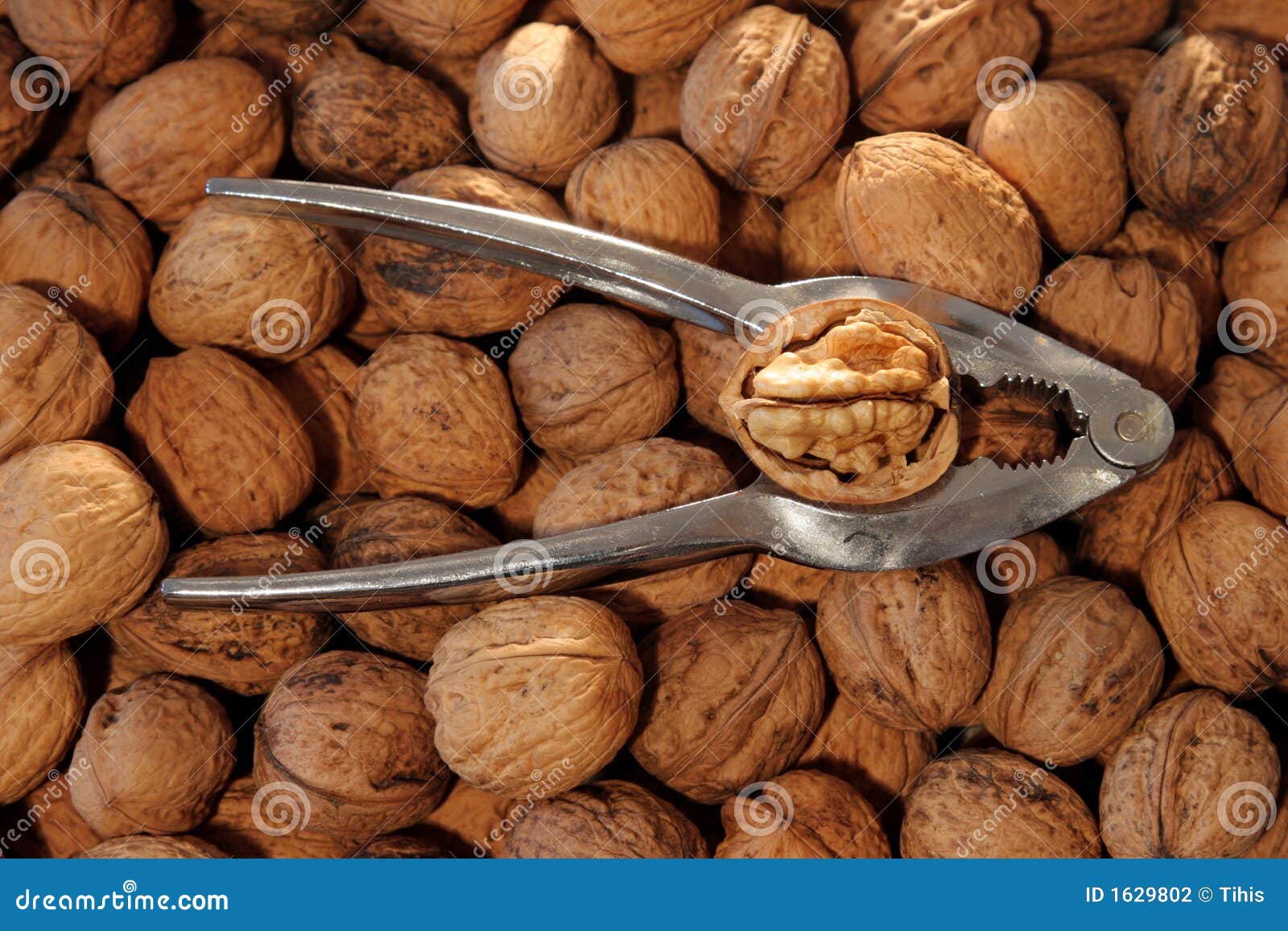 Nutcracker on Walnuts stock photo. Image of crush, open - 1629802