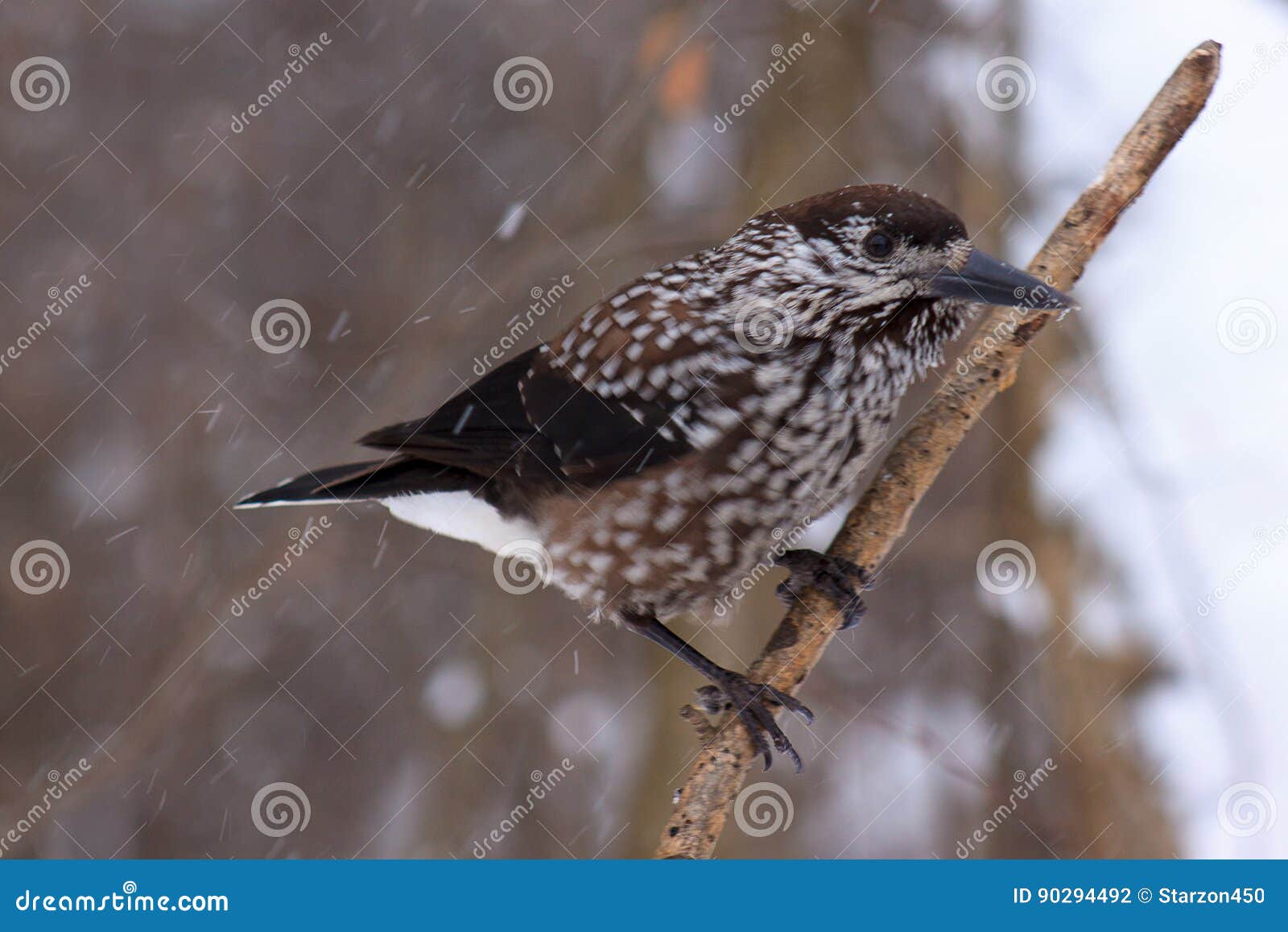 Nutcrackers Sitting on the Branch Pine Tree. Stock Photo - Image of ...
