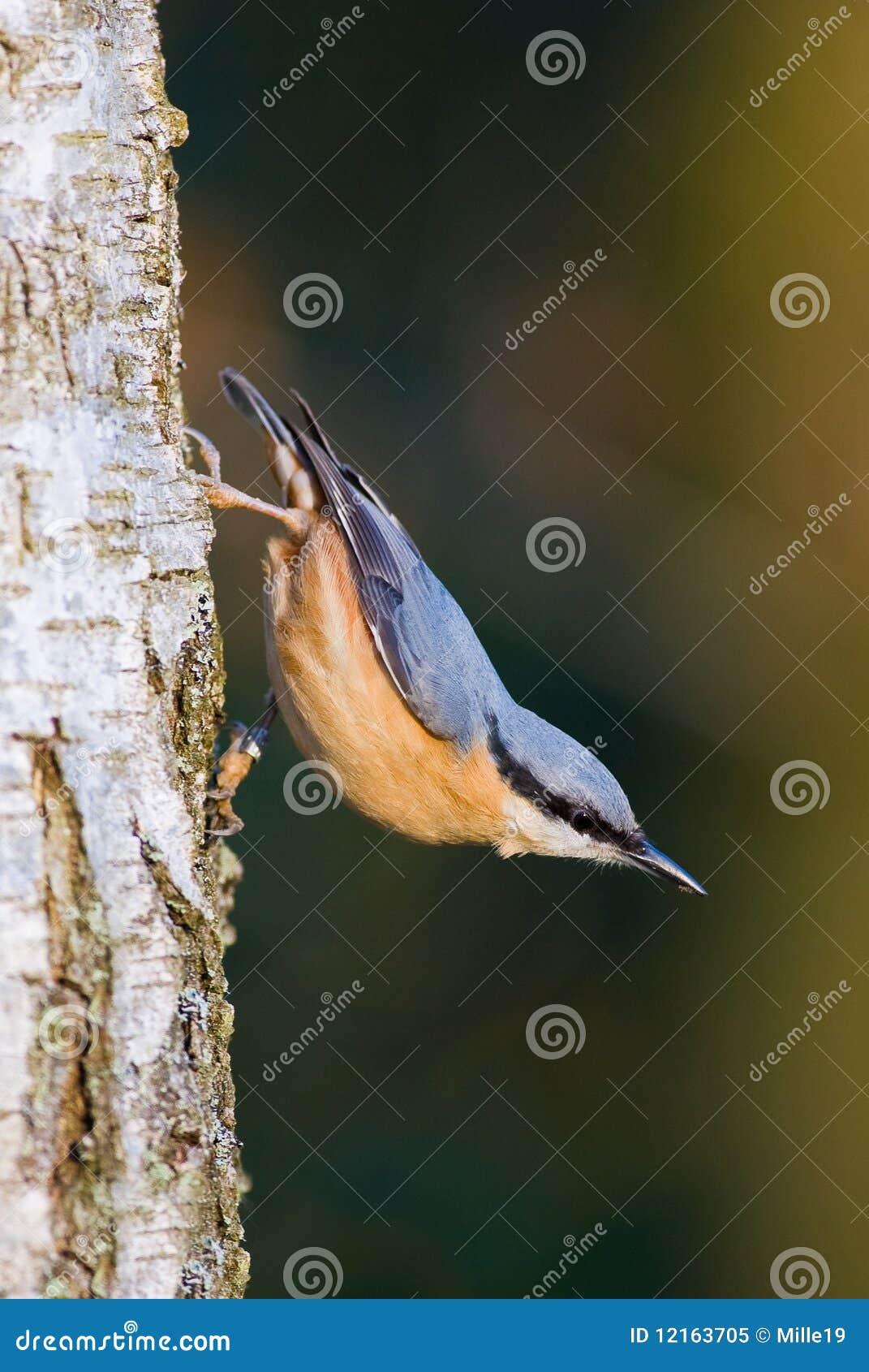 Nuthatch stock image. Image of woodland, nuthatch, europaea - 12163705