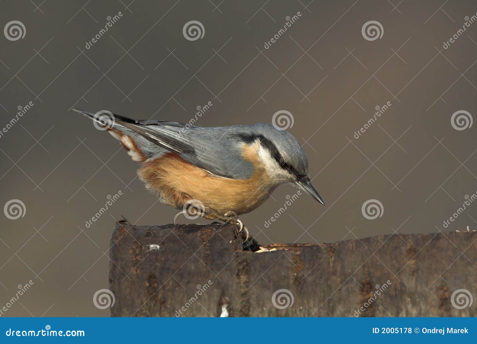 Nuthatch stock photo. Image of nature, sight, animal, singing - 2005178