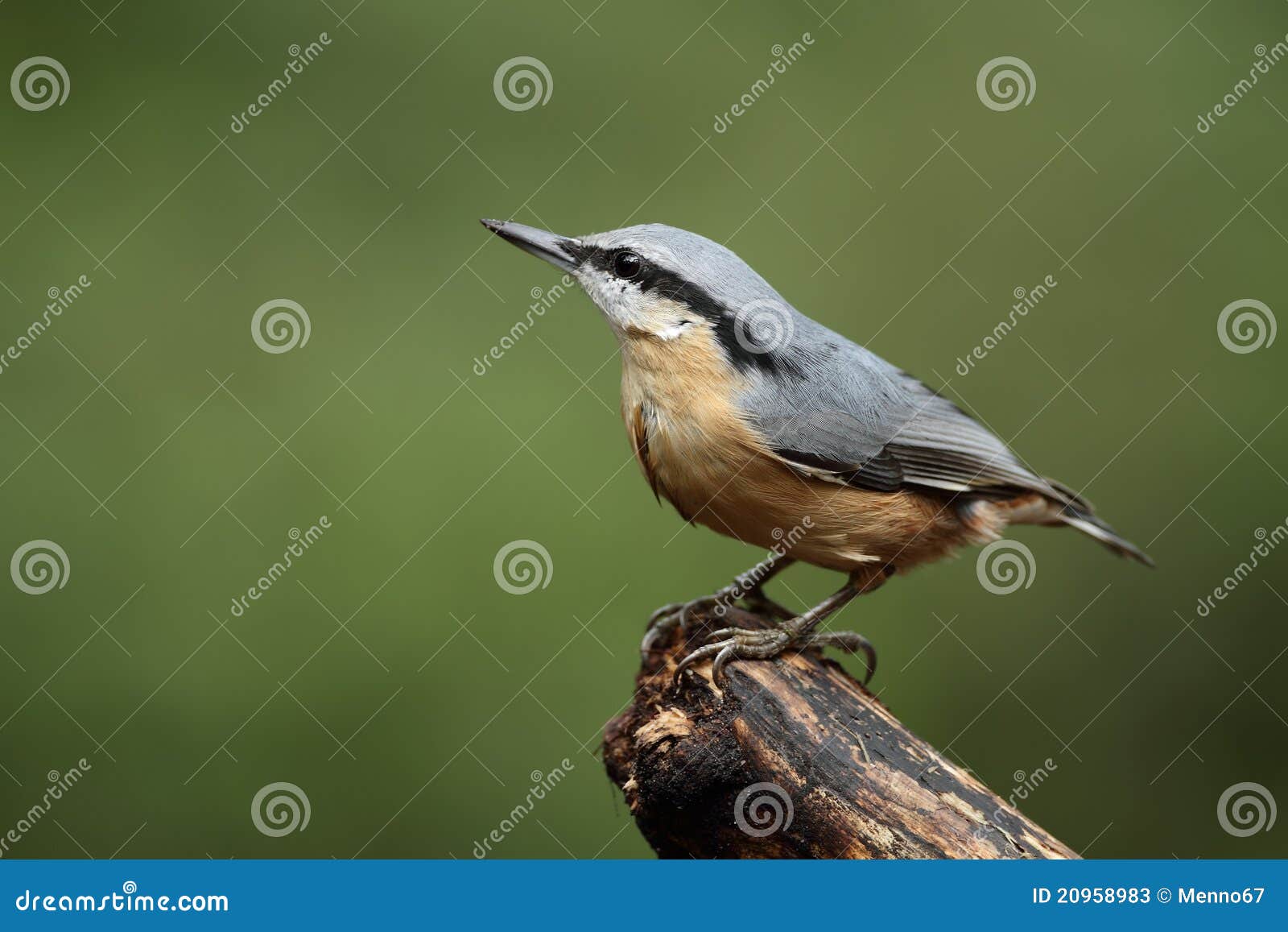 Nuthatch stock image. Image of breasted, jobber, europaea - 20958983